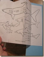 Shark Lapbook - Confessions of a Homeschooler